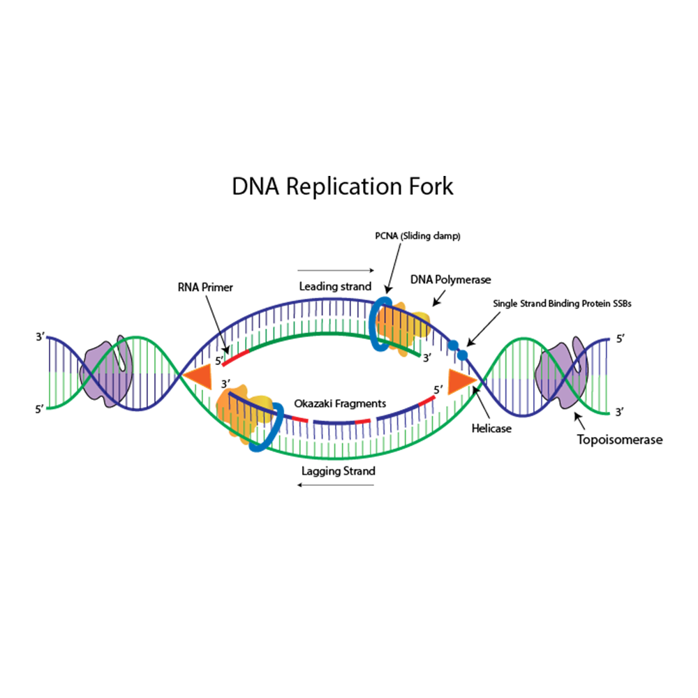 dna-replication