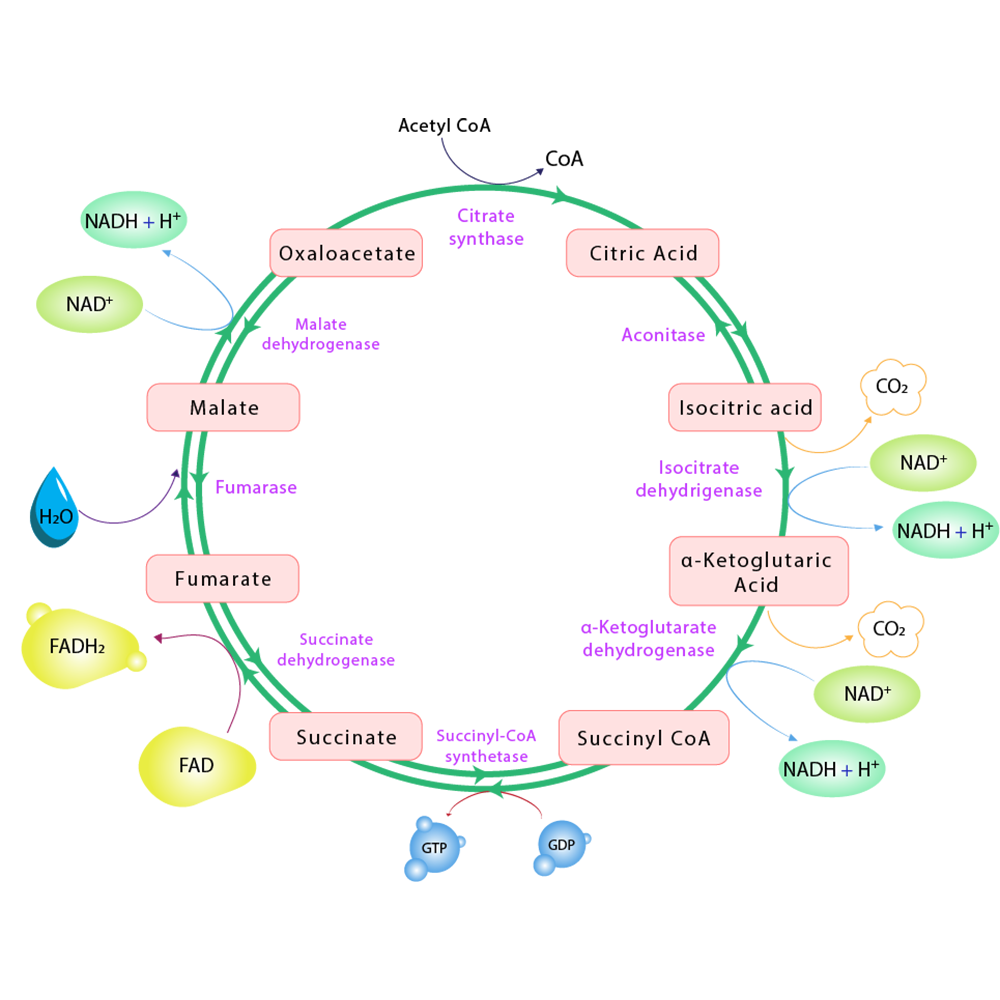 krebs-cycle